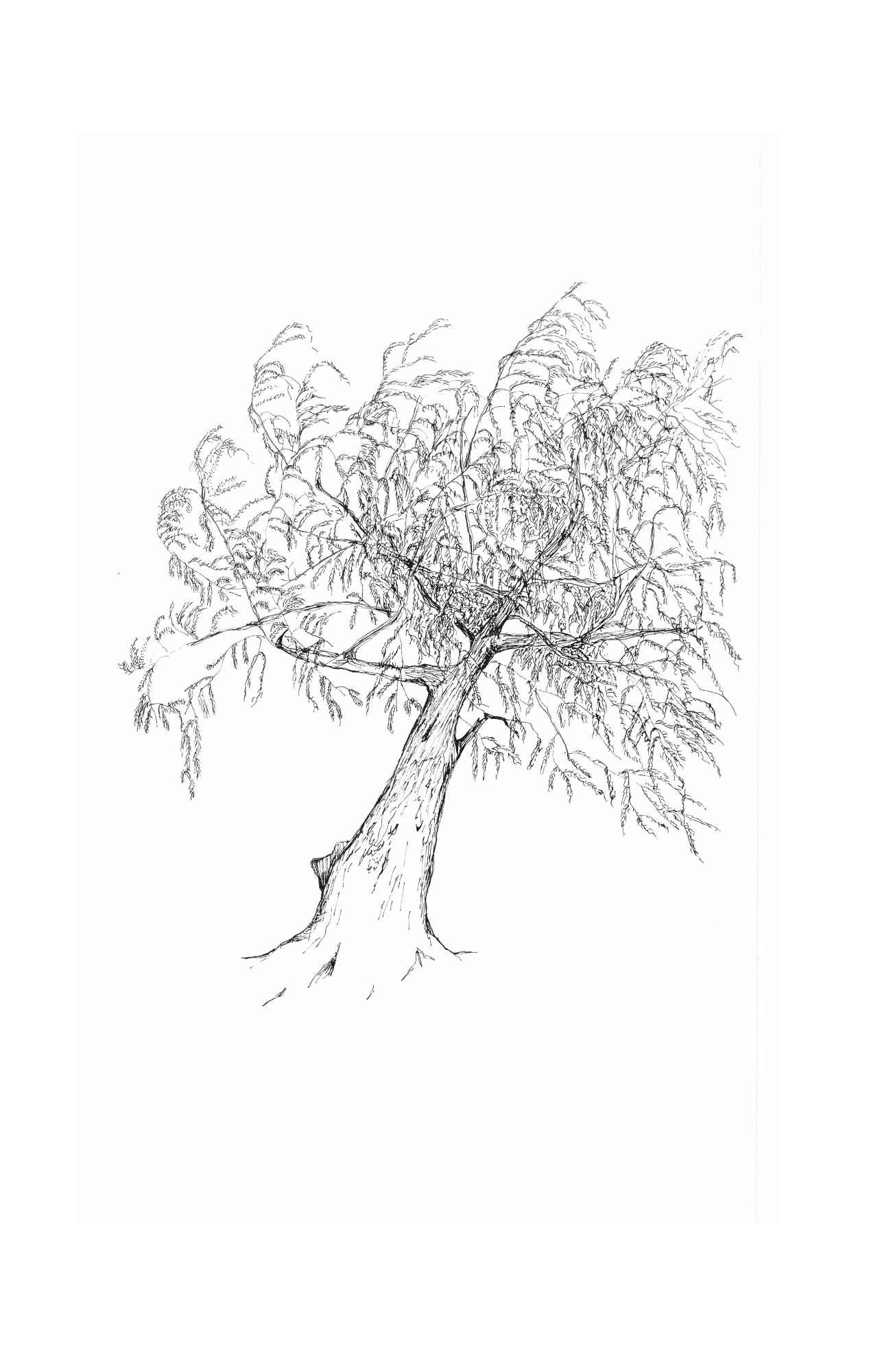 עץ שיטה במדבר – DRAW IN BNW